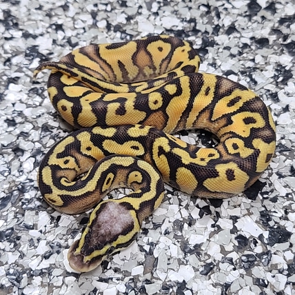 Pastel Leopard Freeway 100% Het Piebald 50% Het Clown Ball Python by ...