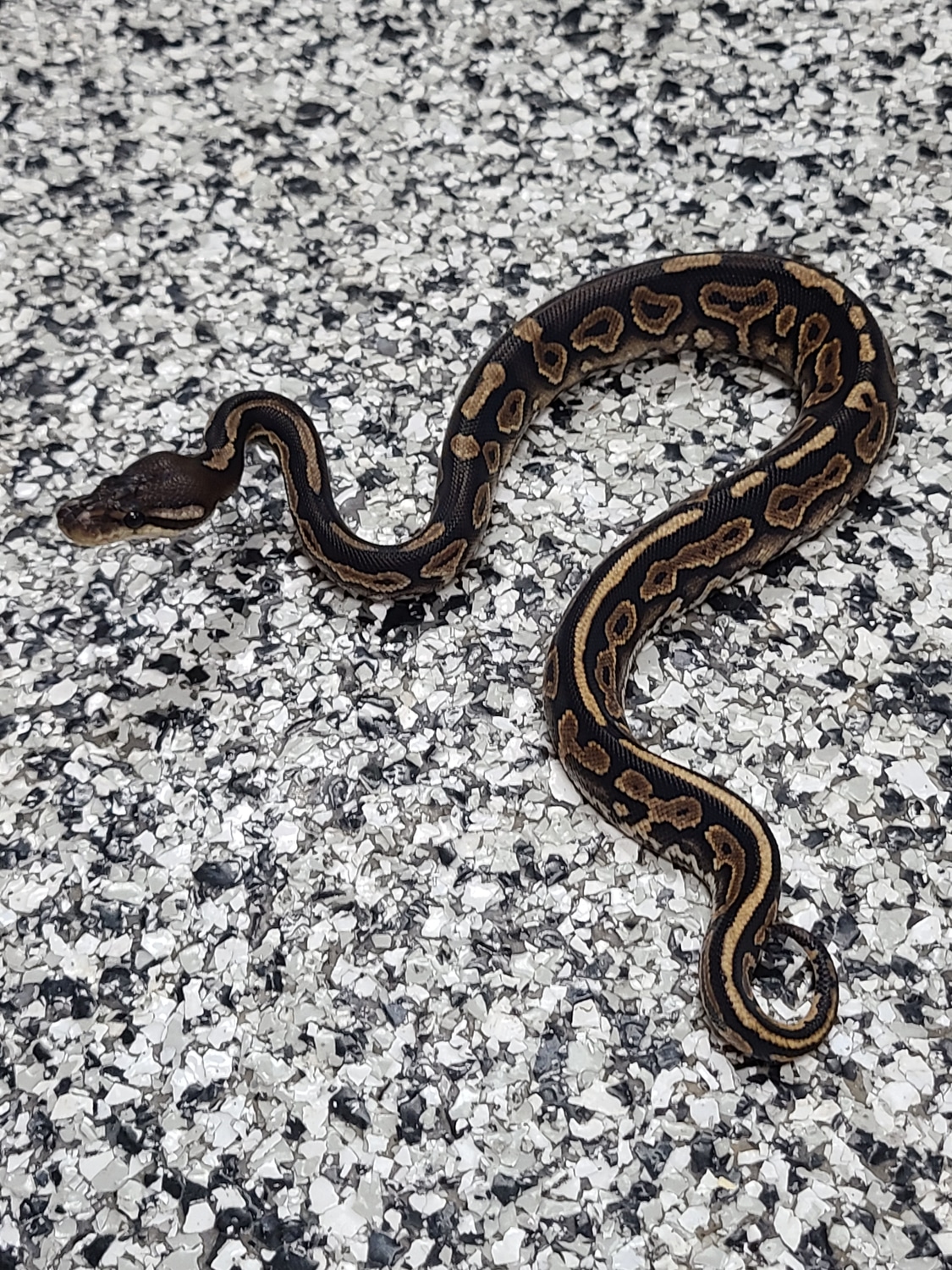 Cinnamon Asphalt 100% Het Clown Ball Python by Mutation Creation ...