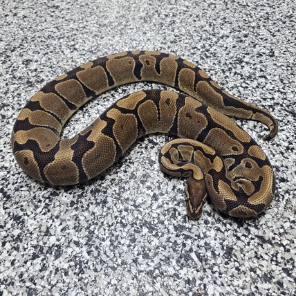 Pastel Leopard Freeway 100% Het Piebald 50% Het Clown Ball Python by ...