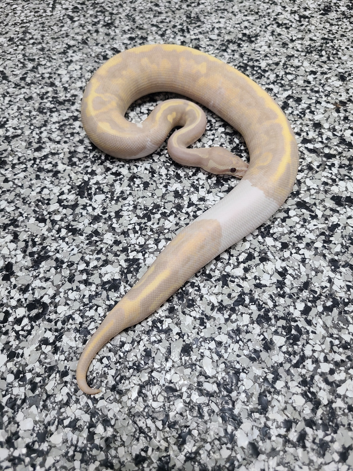Super Banana Piebald Ball Python by Mutation Creation - MorphMarket