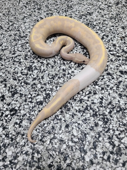 Super Banana Piebald Ball Python by Mutation Creation