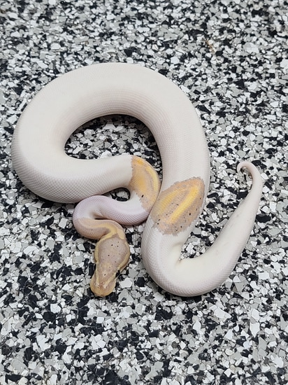Banana Orange Dream Piebald Poss Yellow Belly Ball Python by Mutation ...