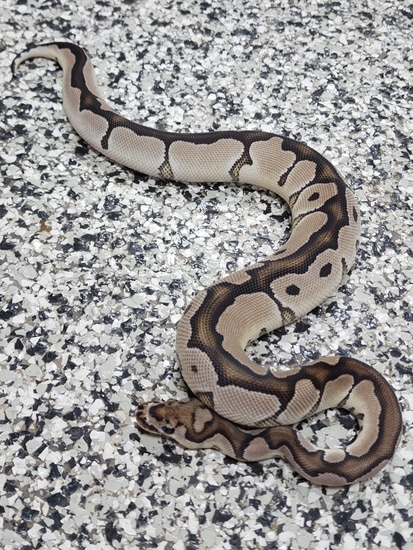 VPI Axanthic Clown Poss Blade Ball Python by Mutation Creation