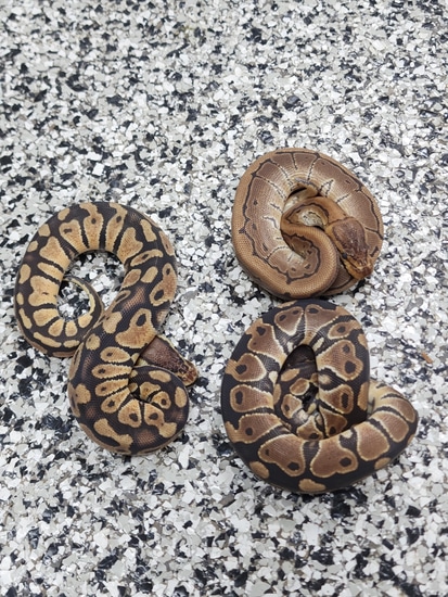 Trio Triple Het Group Ball Python By Mutation Creation