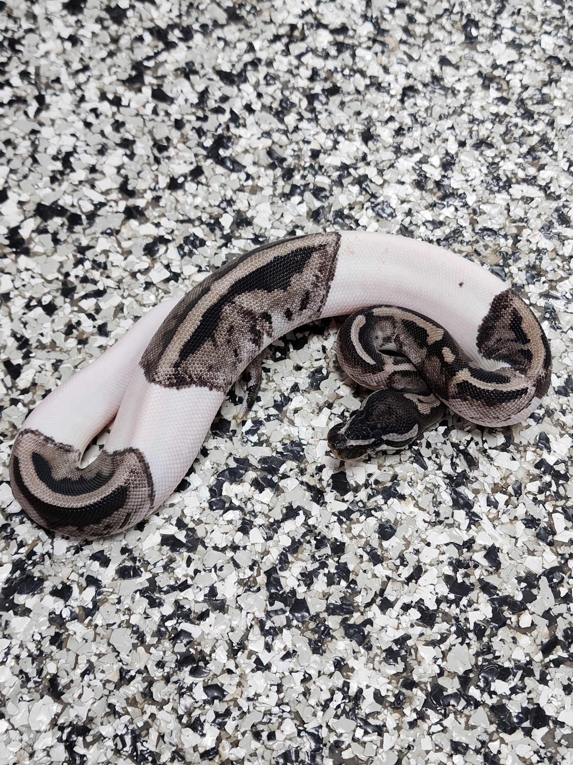 MJ Axanthic Piebald Ball Python by Mutation Creation - MorphMarket
