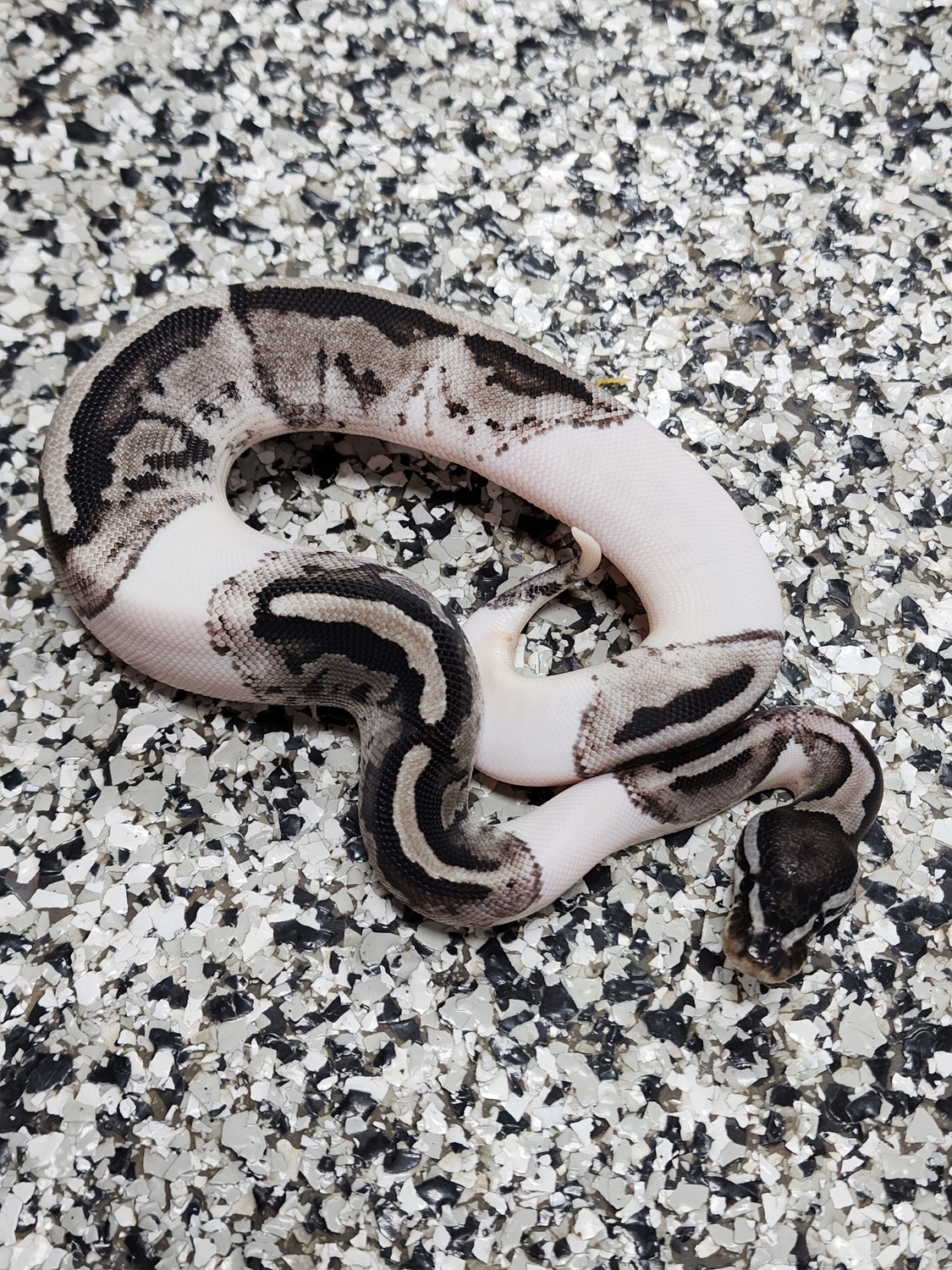 MJ Axanthic Piebald Ball Python by Mutation Creation - MorphMarket