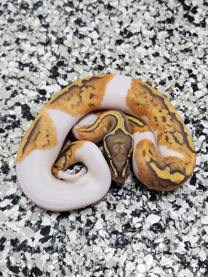 Hypo Piebald 100% Het Ultramel Ball Python by Mutation Creation