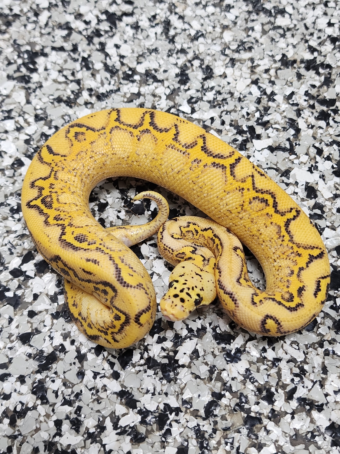 Pastel Freeway Clown Ball Python By Mutation Creation Morphmarket