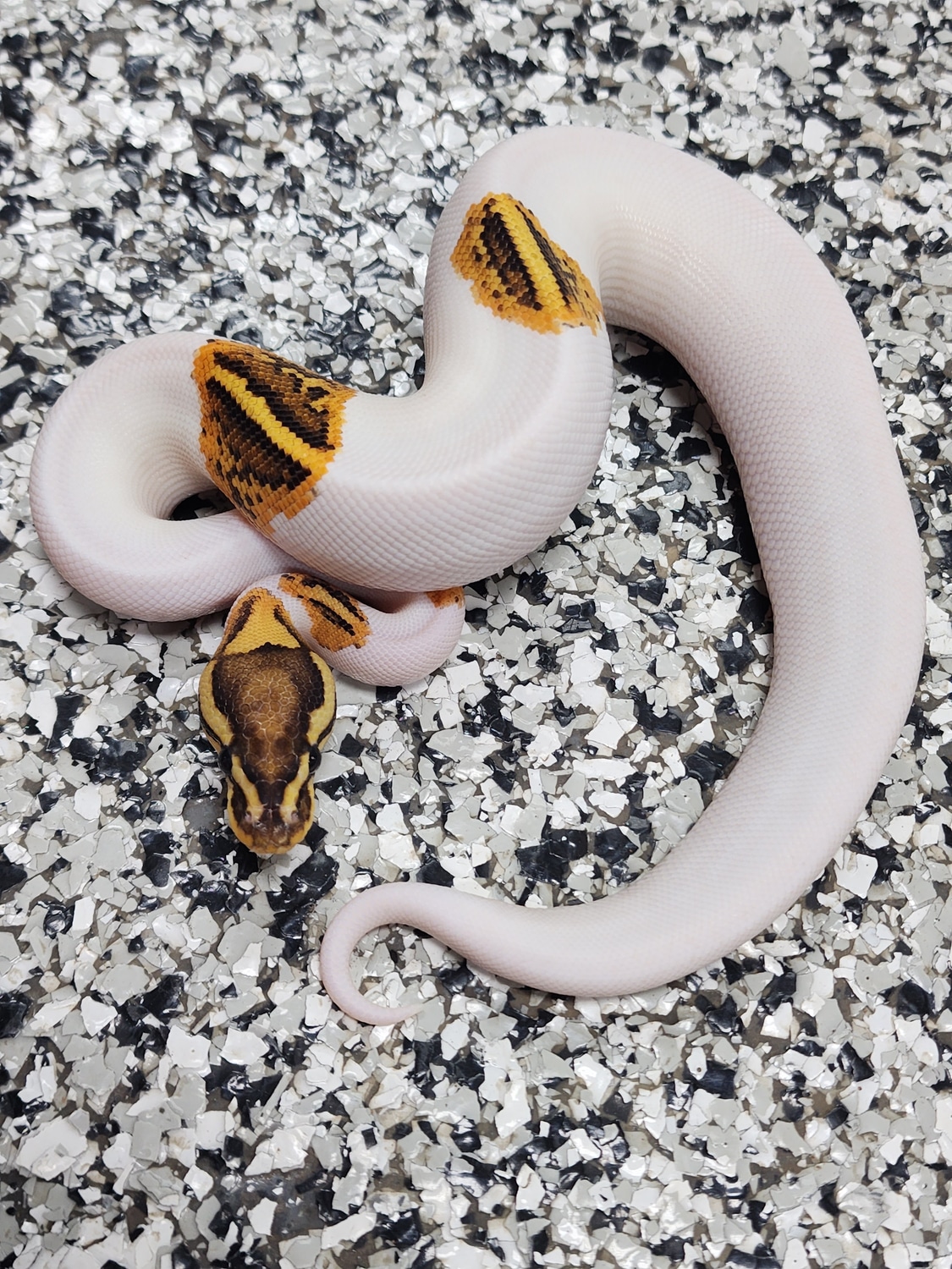 Orange Dream Yellow Belly Fire Piebald 66% Het Clown Ball Python by ...