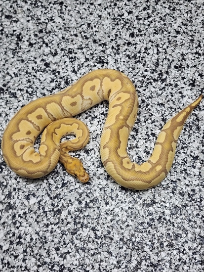 Ultramel Clown Group Ball Python By Mutation Creation