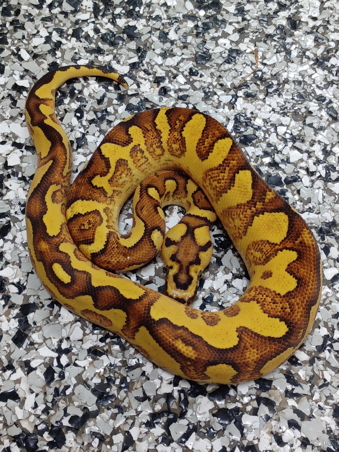 Enchi Super Asphalt Clown Ball Python by Mutation Creation - MorphMarket