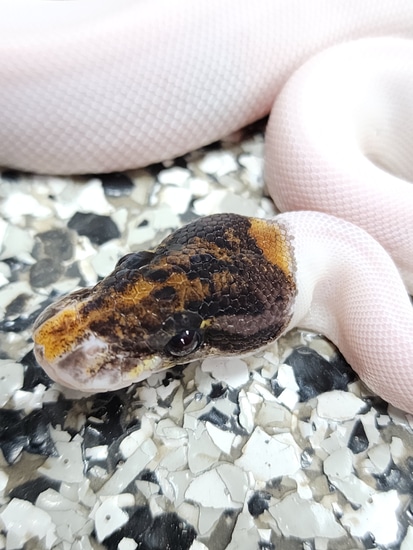 Leopard Special Piebald 66% Het Monsoon Ball Python by Mutation Creation