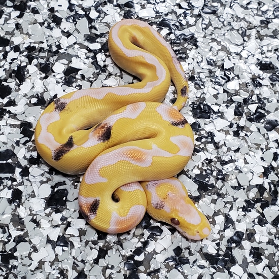 Enchi Lavender Clown Het Piebald Ball Python by Mutation Creation