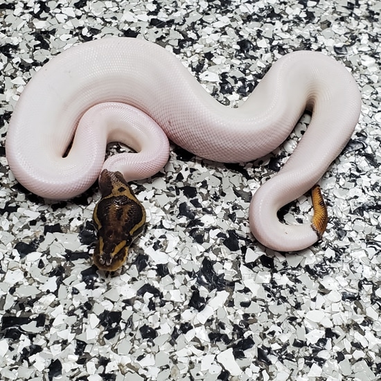 Leopard Special Piebald Het Lavender 50% Monsoon Ball Python by ...