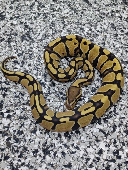 Enhancer Piebald Group Ball Python By Mutation Creation