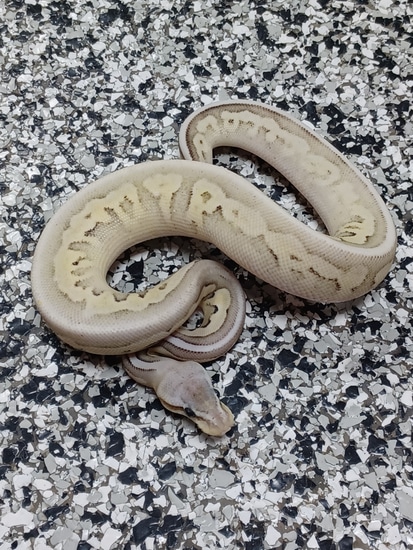 Enhancer Piebald Group Ball Python by Mutation Creation
