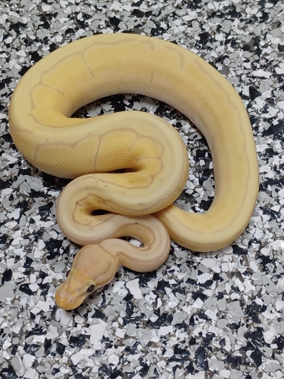 Enhancer Piebald Group Ball Python by Mutation Creation