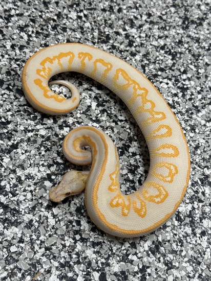 Black Head Black Pastel Lavender Ball Python by Mutation Creation