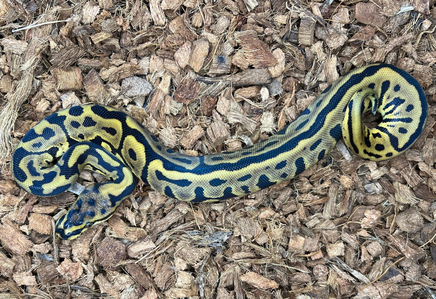 Enchi Leopard Spotnose Het Clown Ball Python by Murricane Morphs ...