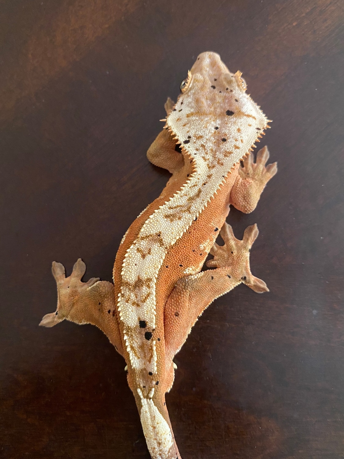 Orange And Cream Pinstripe Crested Gecko by ElusiveGecko - MorphMarket