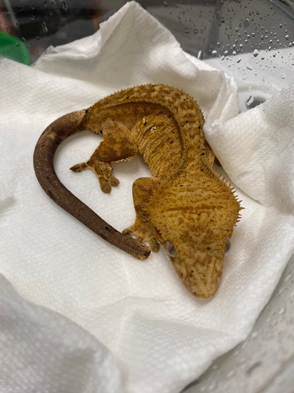 Phantom Pinstripe Crested Gecko by ElusiveGecko