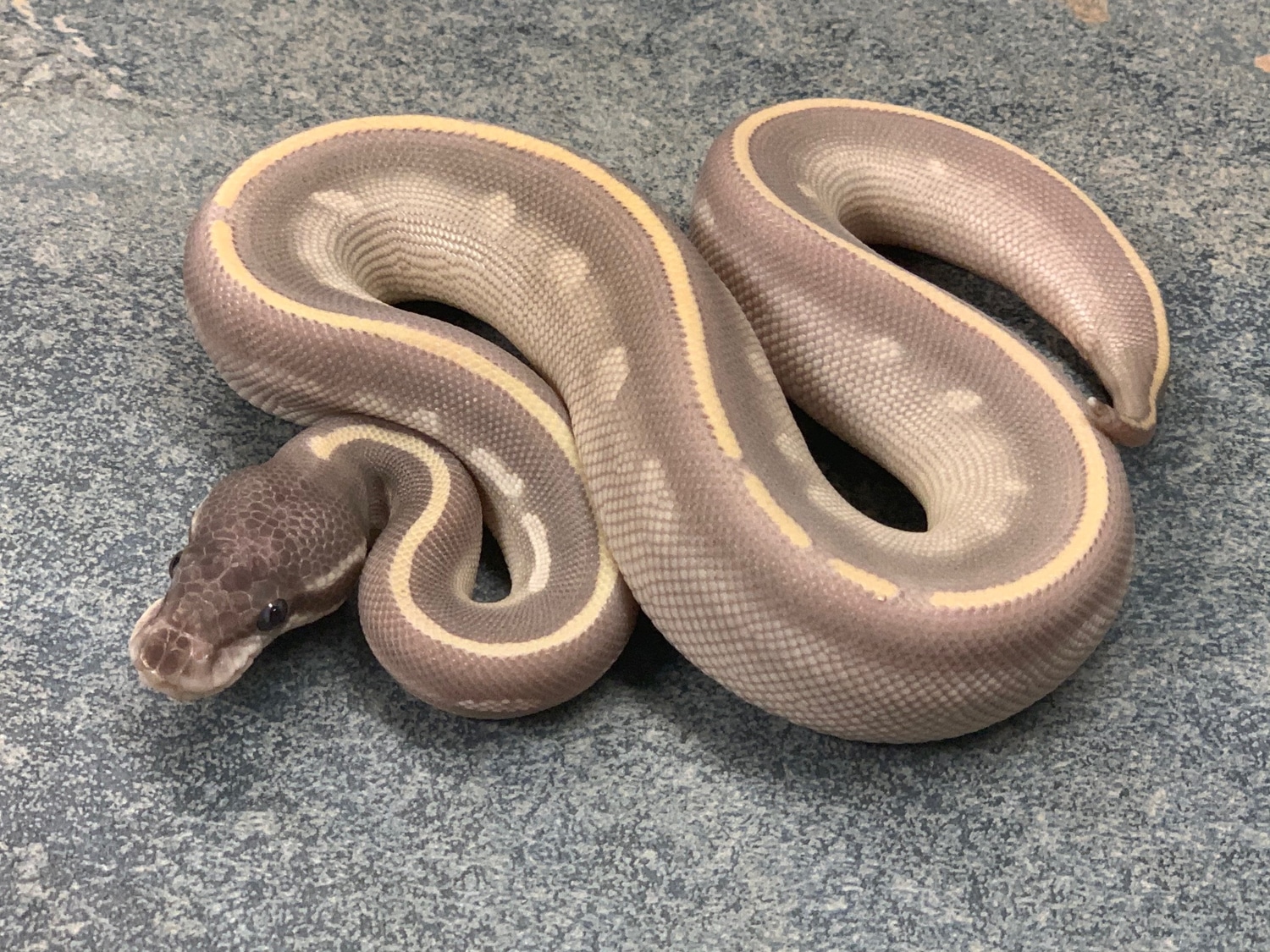 Chocolate Mystic Potion Ball Python by NoCo Reptiles - MorphMarket