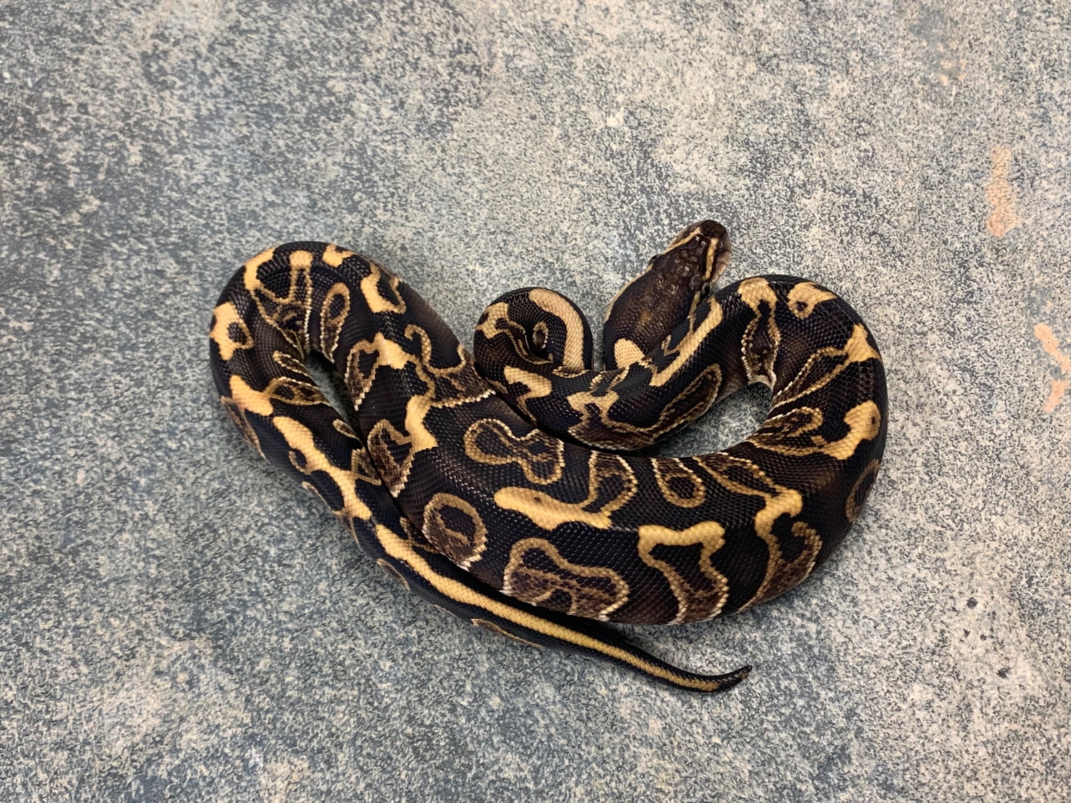 GHI Het Ghost 50% Poss Het Piebald Female FREE Shipping Ball Python by ...