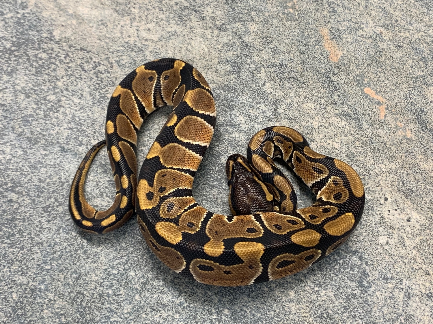 Double Het Albino Tri Stripe Female Ball Python by NoCo Reptiles ...