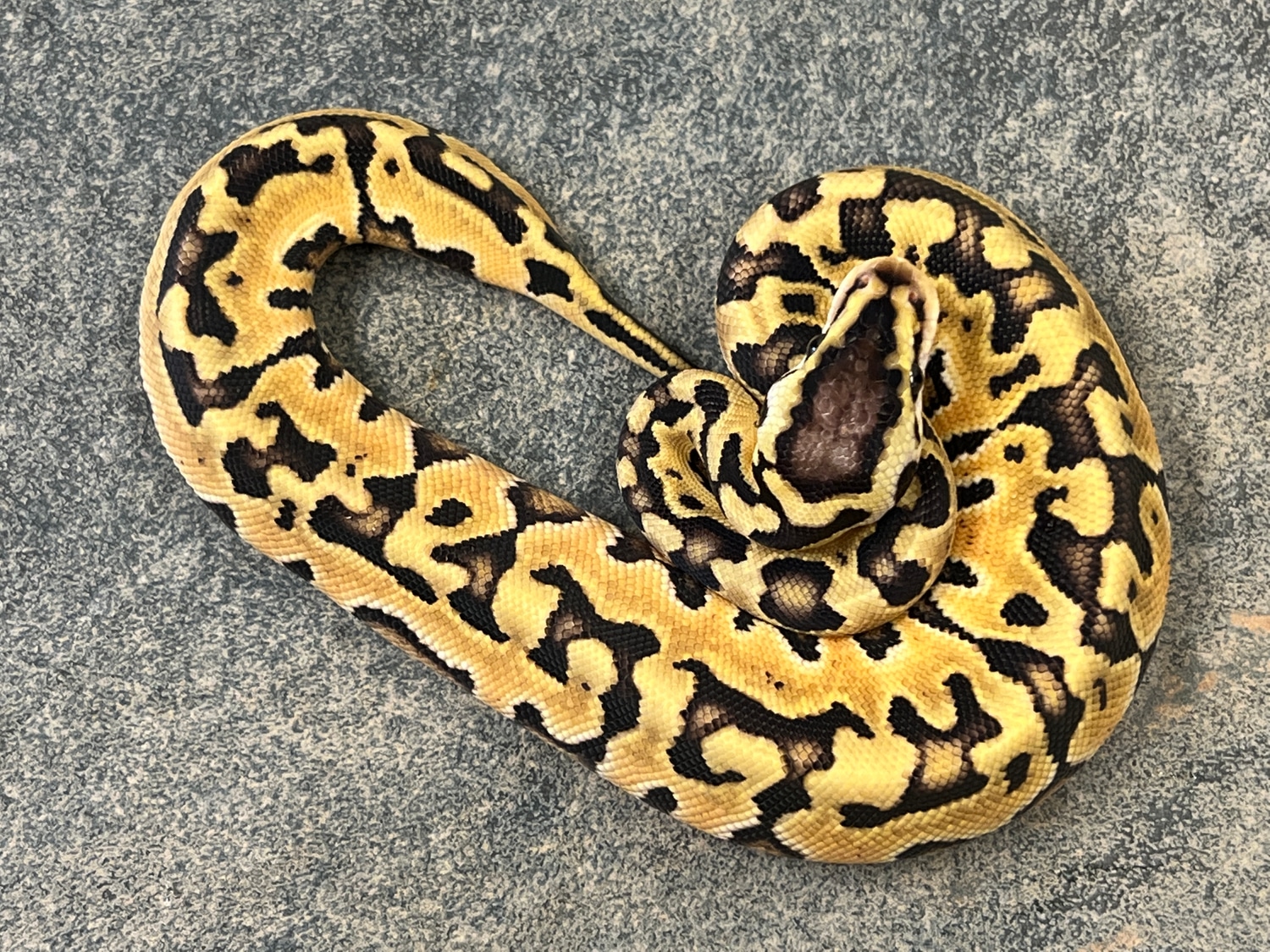 Pastel Puzzle Male Ball Python by NoCo Reptiles - MorphMarket