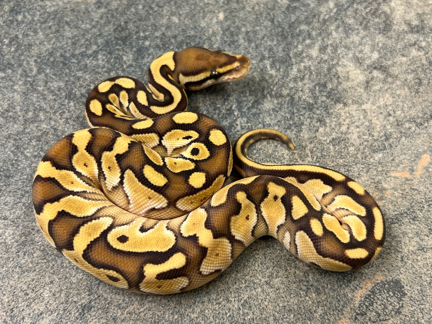 Pastel Orange Dream Lesser Het Puzzle Female Ball Python by NoCo ...