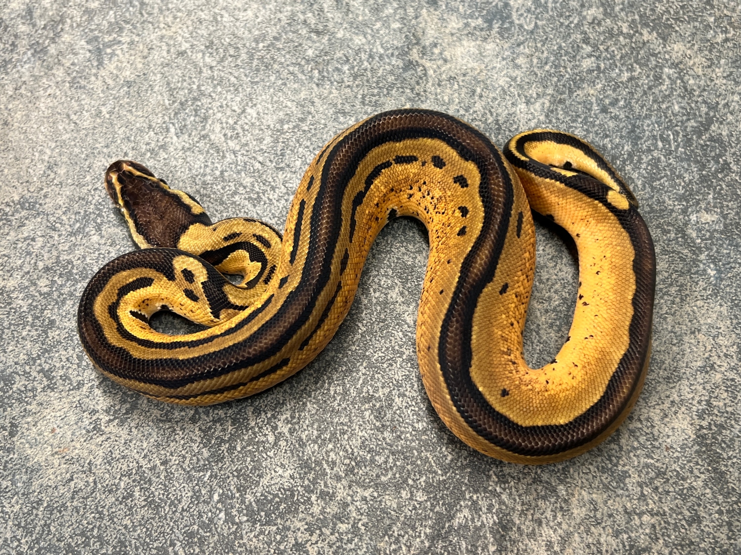 Pastel Tri Stripe Male Ball Python by NoCo Reptiles - MorphMarket