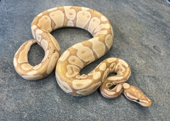 Banana Het Lavender Albino Male Ball Python by NoCo Reptiles