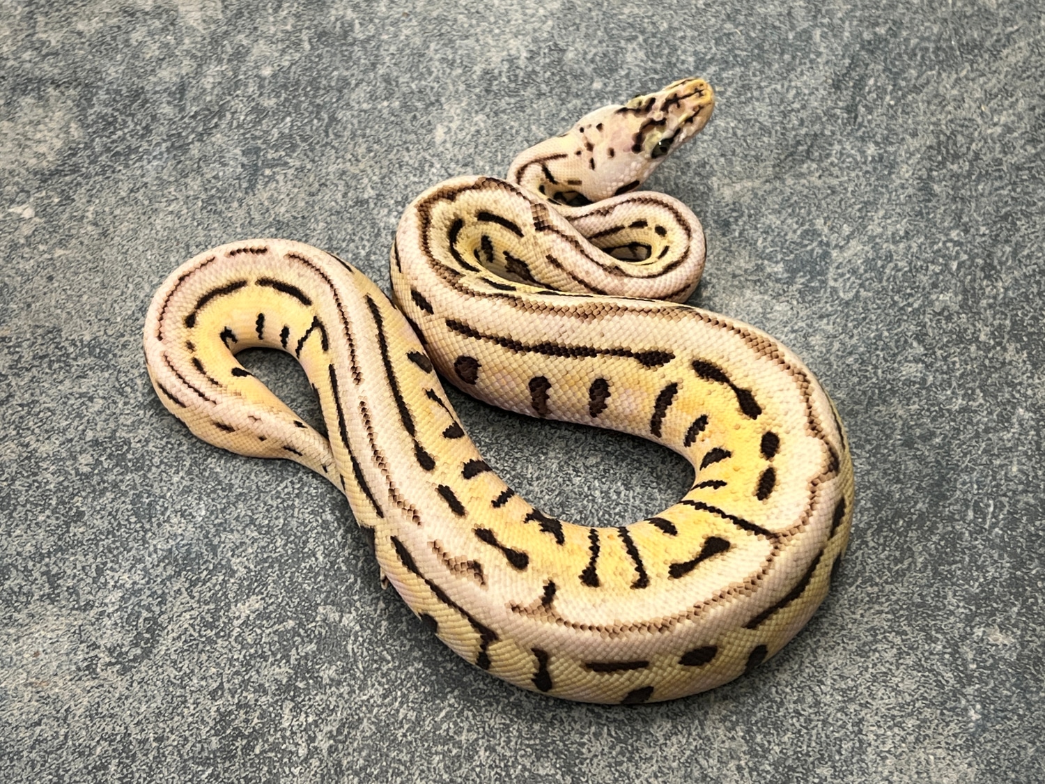 Pastel Red Stripe Spider Puzzle Male Ball Python by NoCo Reptiles ...