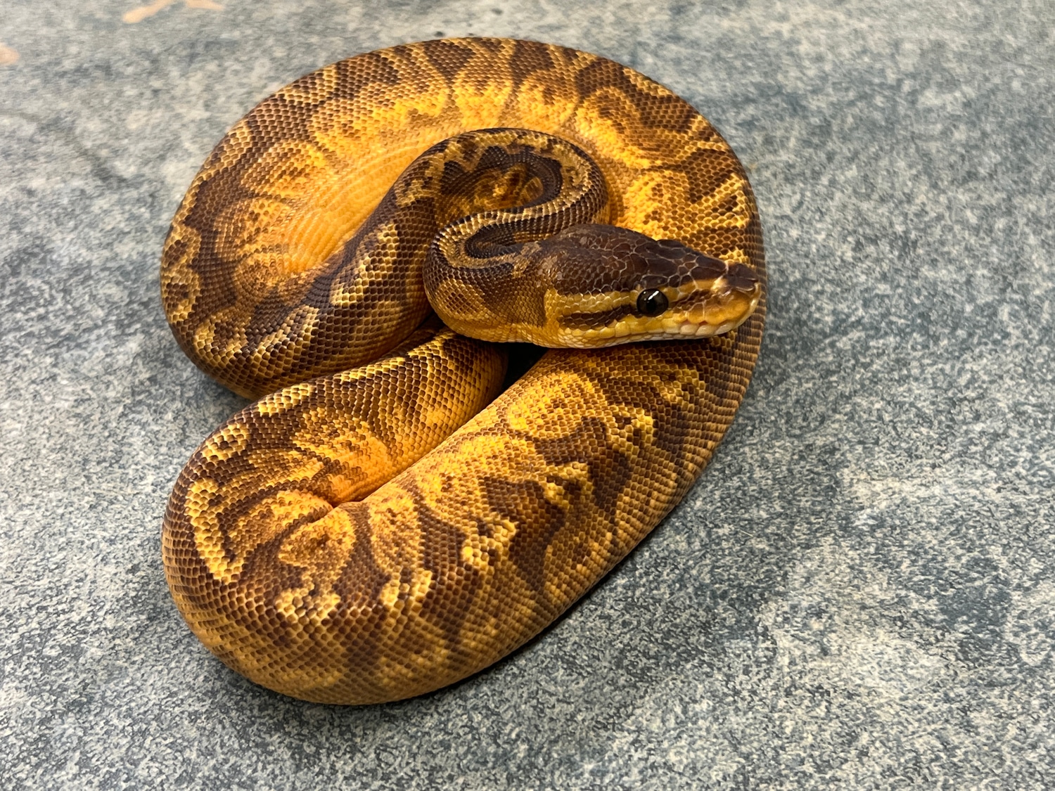 Sunset Female Possible Yellowbelly Ball Python by NoCo Reptiles ...