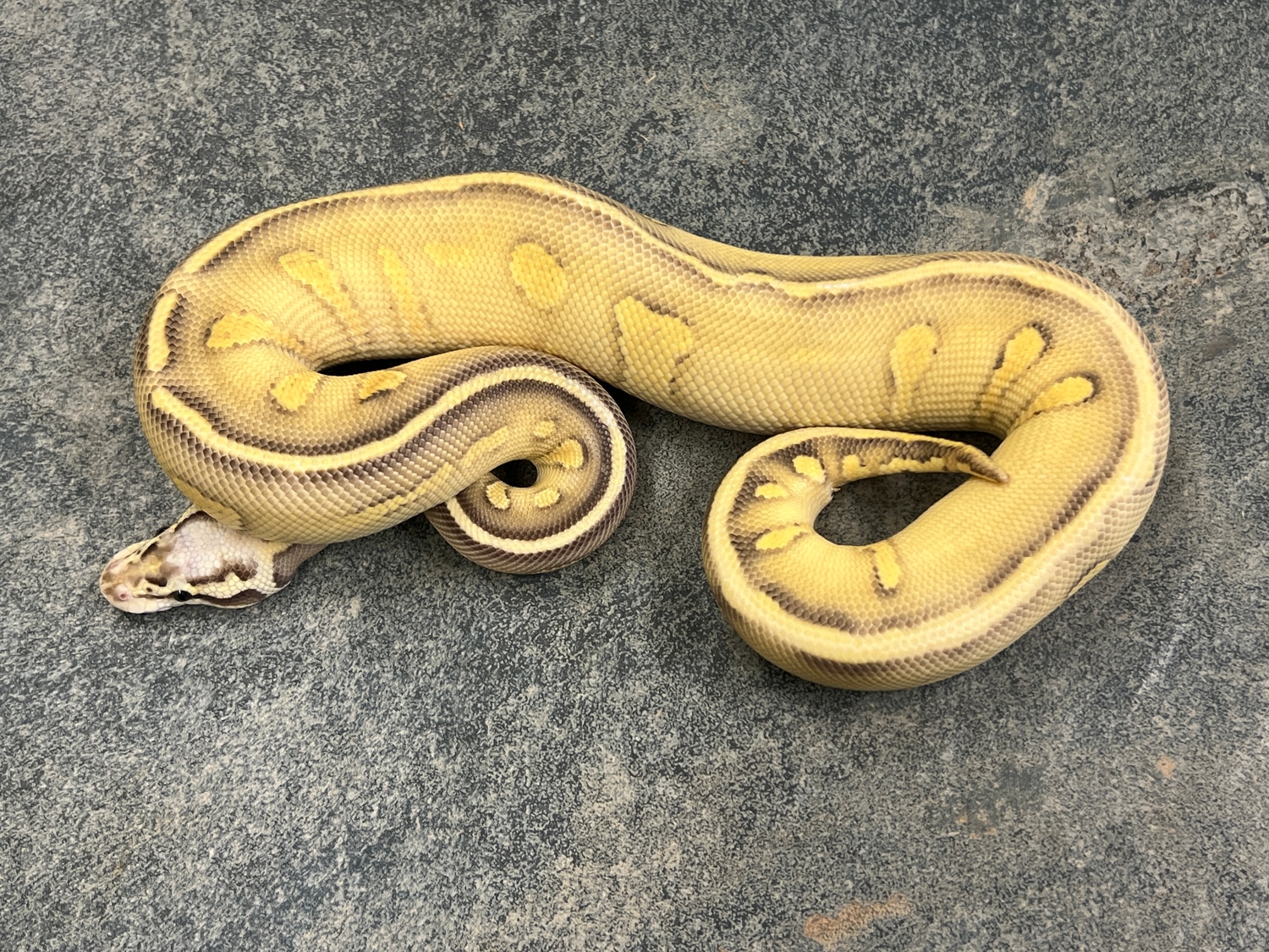 Super Pastel Butter Stranger Het Clown Male Ball Python by NoCo ...