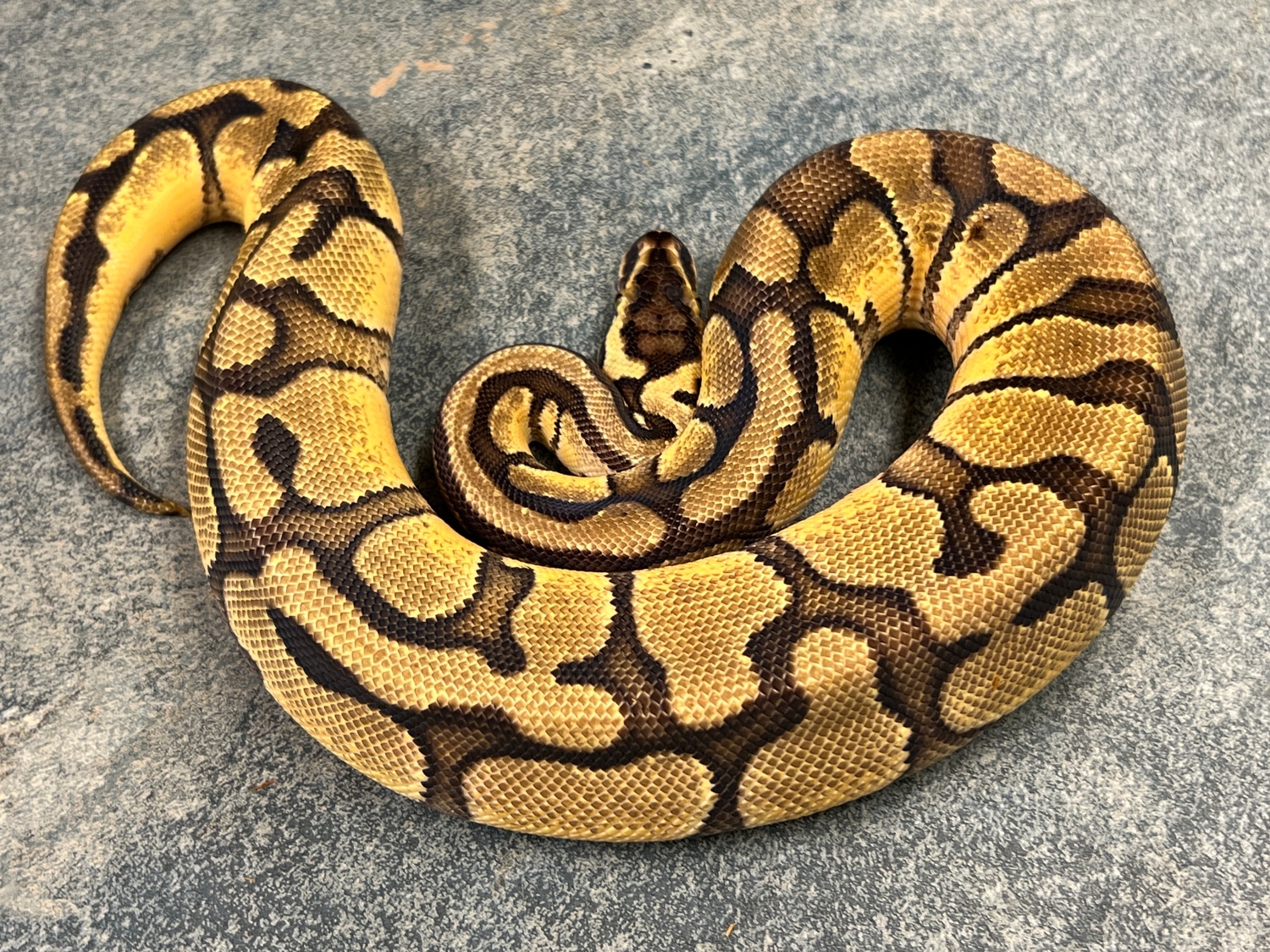 Pastel Enchi (Red Stripe) Het Clown Male Ball Python by NoCo Reptiles ...