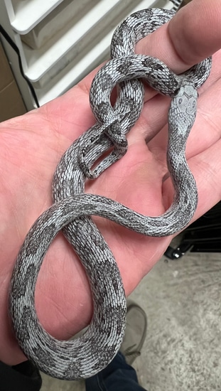 Miami Shatter Corn Snake by Man Money Reptiles