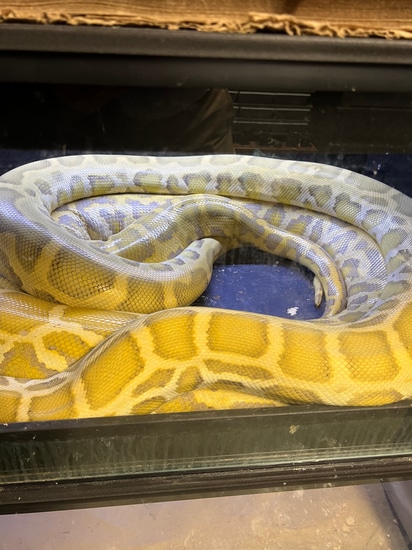 Gulf Coast Caramel Burmese Python by Man Money Reptiles
