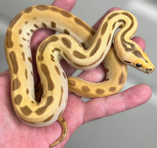 Gulf Coast Caramel Patternless 66% Het Albino Granite Burmese Python by ...