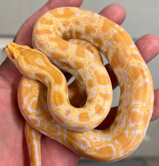 Albino Gulf Coast Caramel 66% Het Patternless Granite Burmese Python by ...