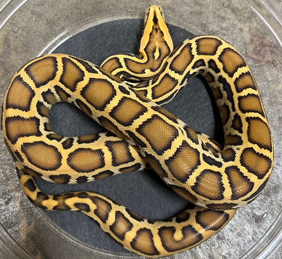 Gulf Coast Caramel 66% Het Albino Patternless Granite Burmese Python by ...