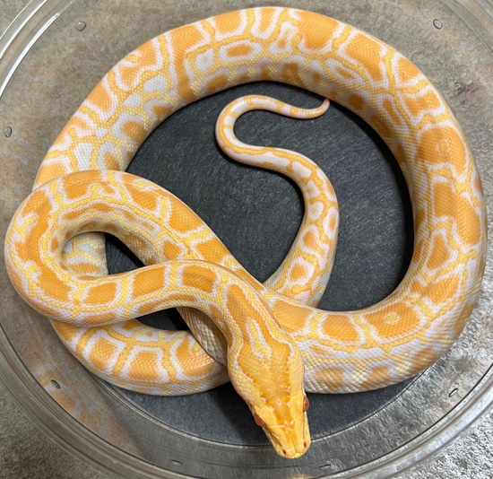 Albino Gulf Coast Caramel 66% Het Patternless Granite Burmese Python by ...