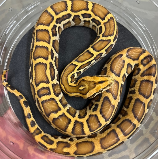 NO RESERVE - Gulf Coast Caramel 66% Het Albino Patternless Granite ...