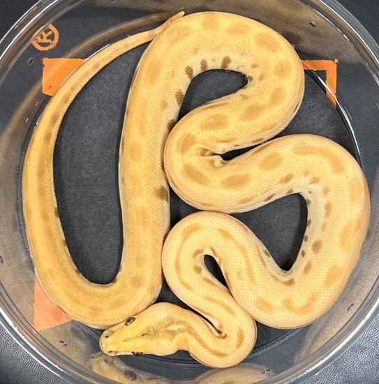 Gulf Coast Caramel Patternless 66% Het Albino Granite Burmese Python by ...