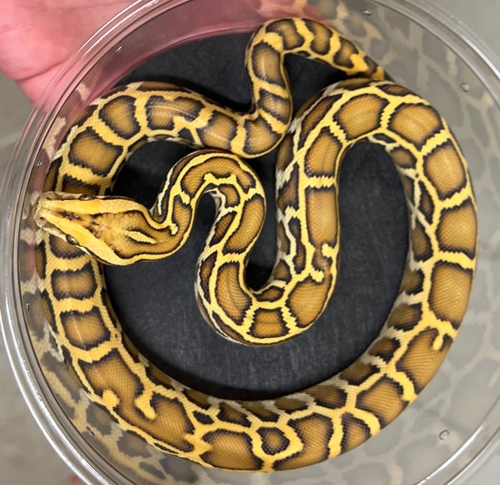 Gulf Coast Caramel 66% Het Albino Patternless Granite Burmese Python by ...