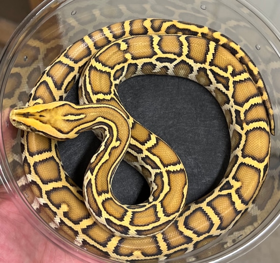 Gulf Coast Caramel 66% Het Albino Patternless Granite Burmese Python by ...