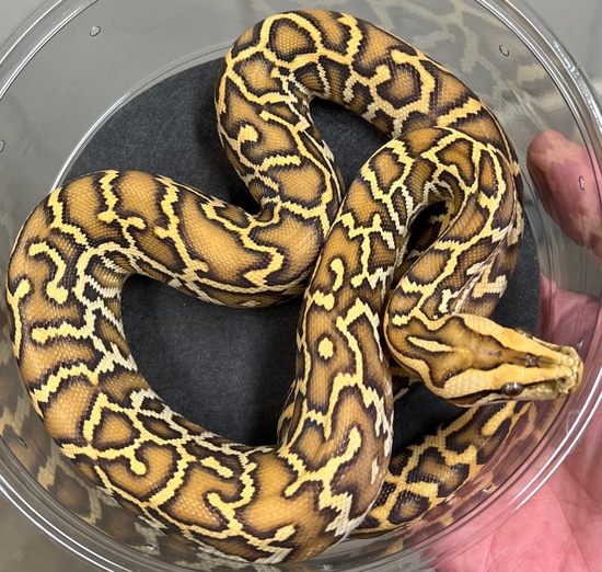Gulf Coast Caramel Burmese Python by Man Money Reptiles