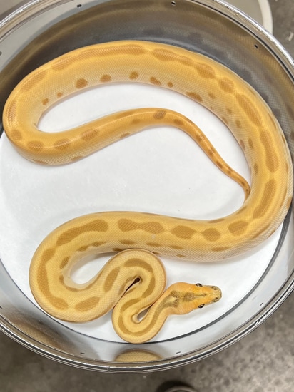 Gulf Coast Caramel Patternless 66% Het Albino Burmese Python by Man ...