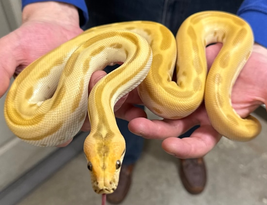 Gulf Coast Caramel Patternless 66% Het Albino Burmese Python by Man ...