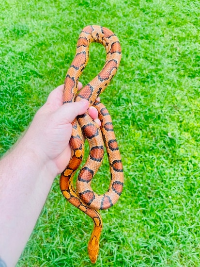 2020 Proven Male Okeetee Corn Snake by Turtle River Herpetoculture